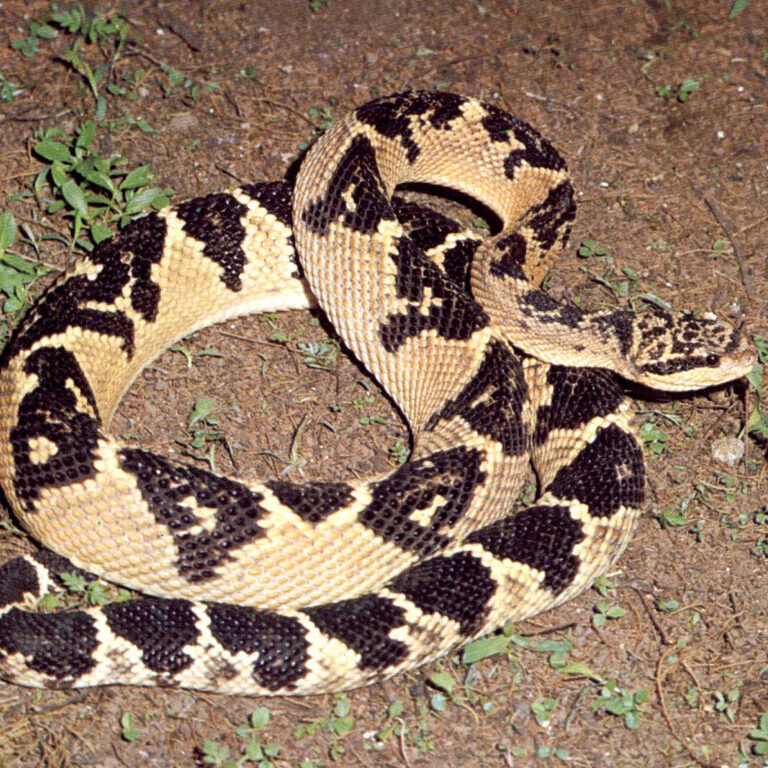 Lachesis - Arche Homeopatia