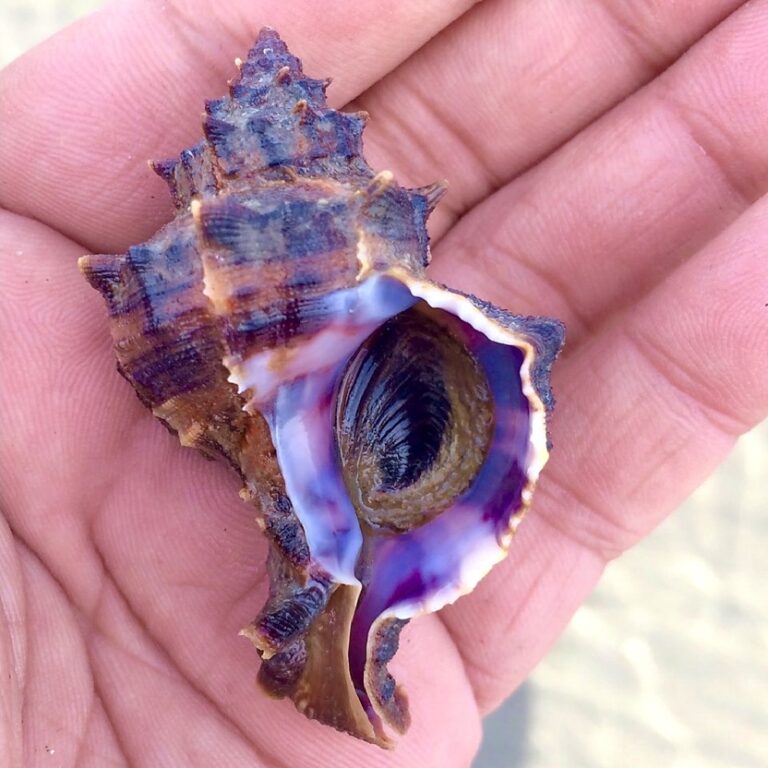 Murex purpurea - Arche Homeopatia