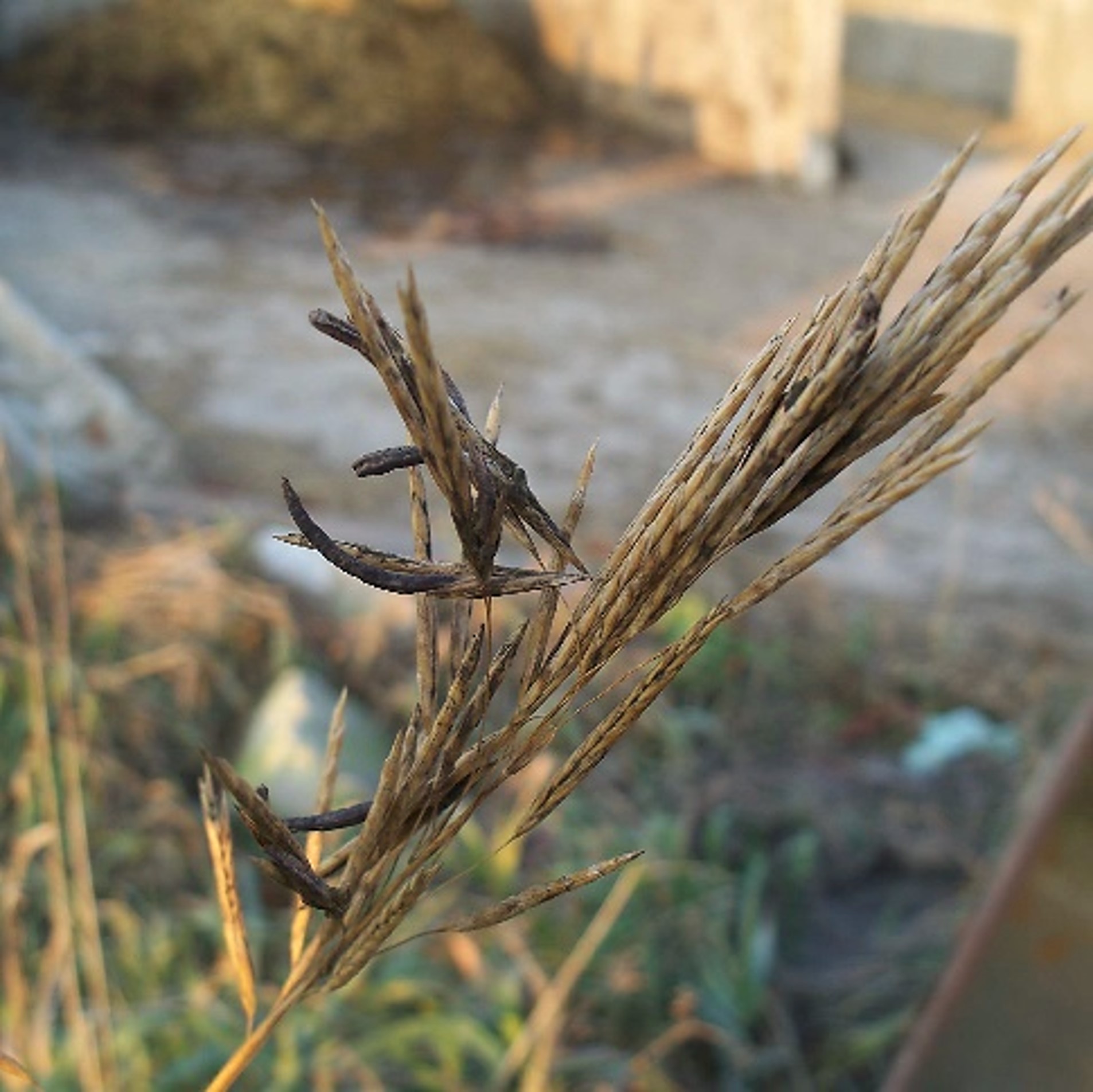 Secale cornutum - Arche Homeopatia