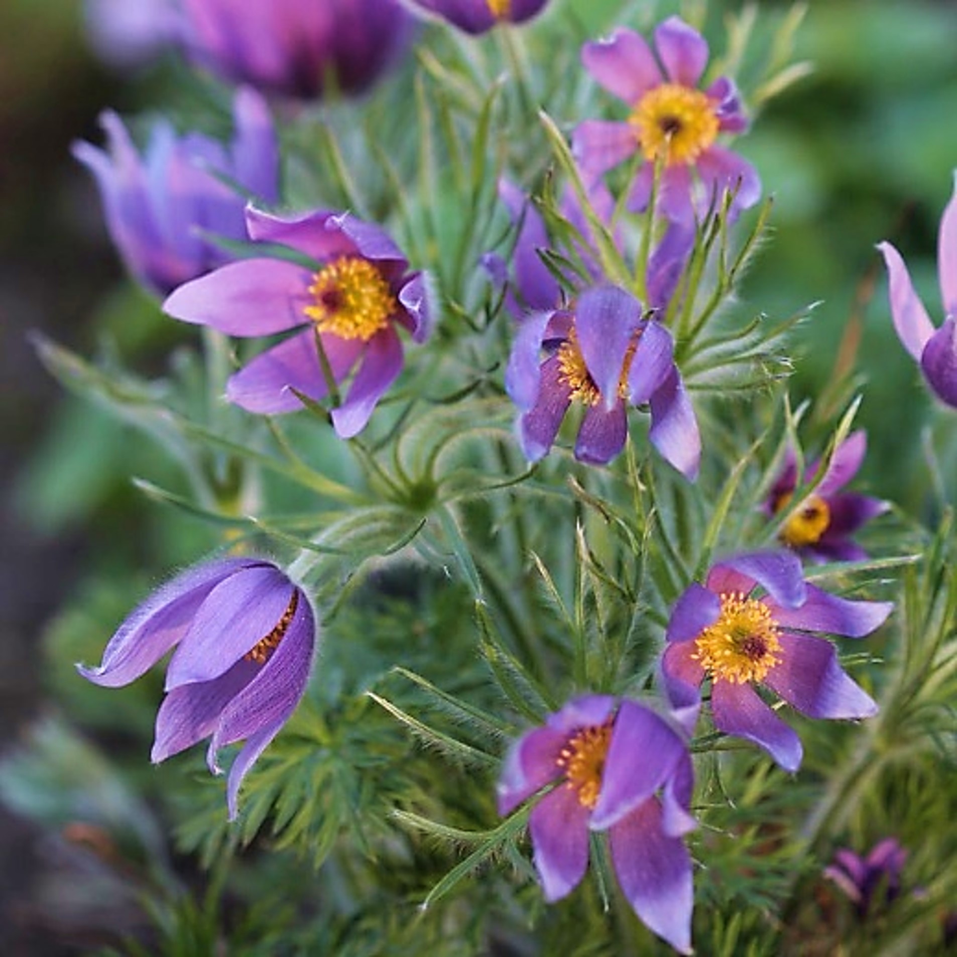 Pulsatilla nigricans - Arche Homeopatia