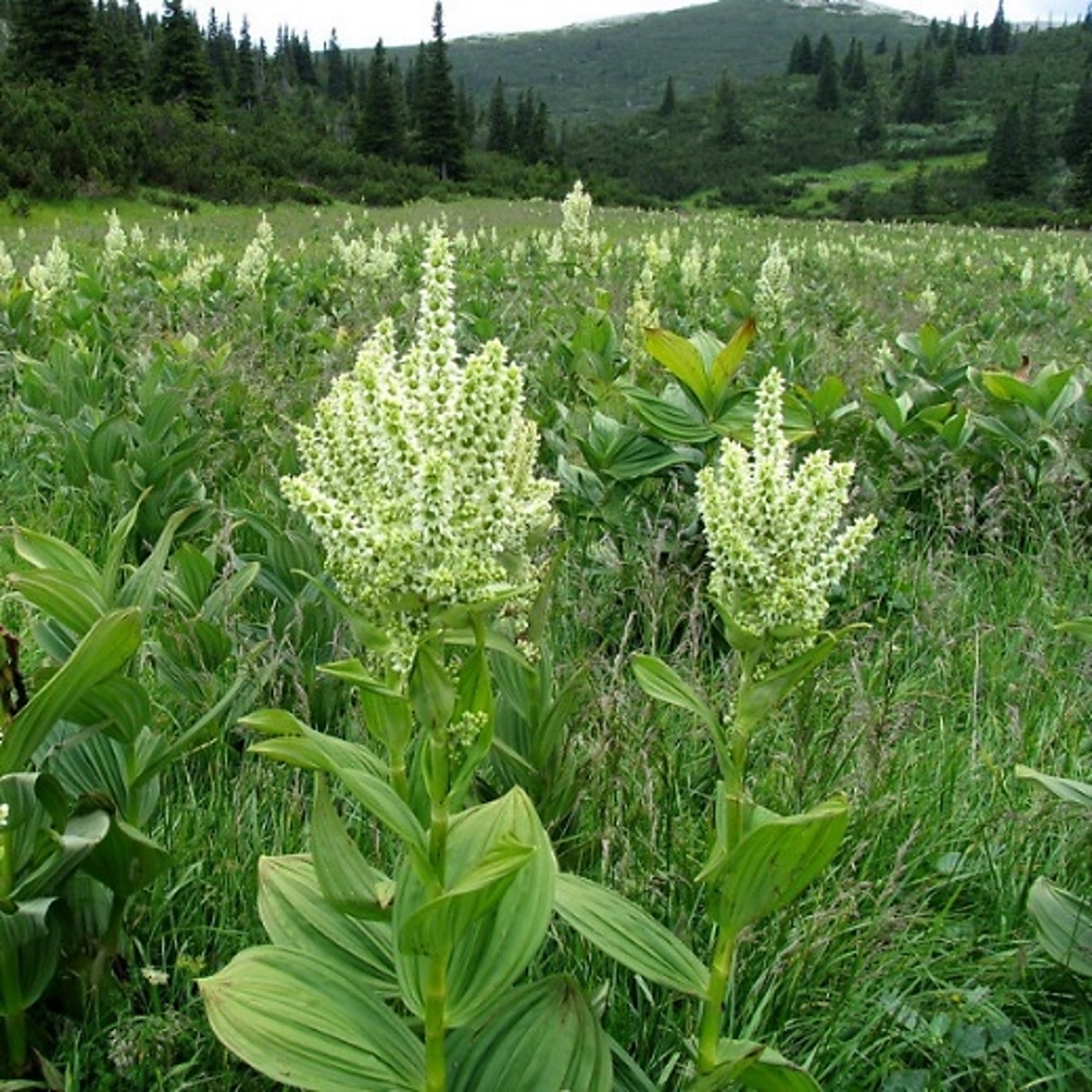 Veratrum album - Arche Homeopatia